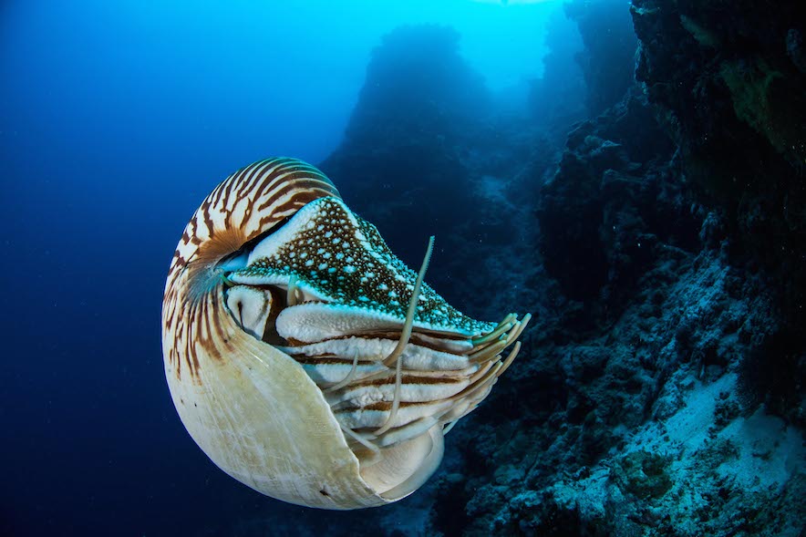 Nautilus: Protect the Past