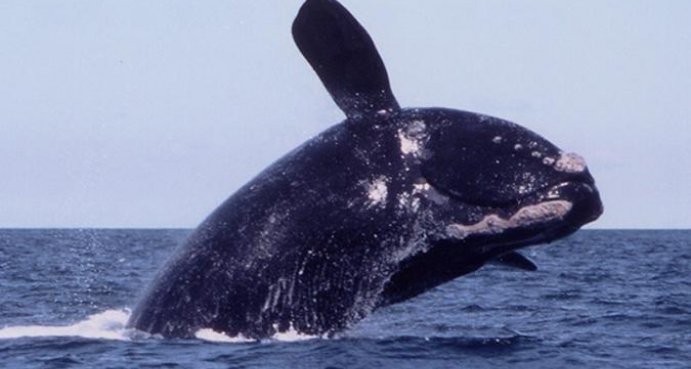 The Top 10 Most Endangered Ocean Species As Of Today