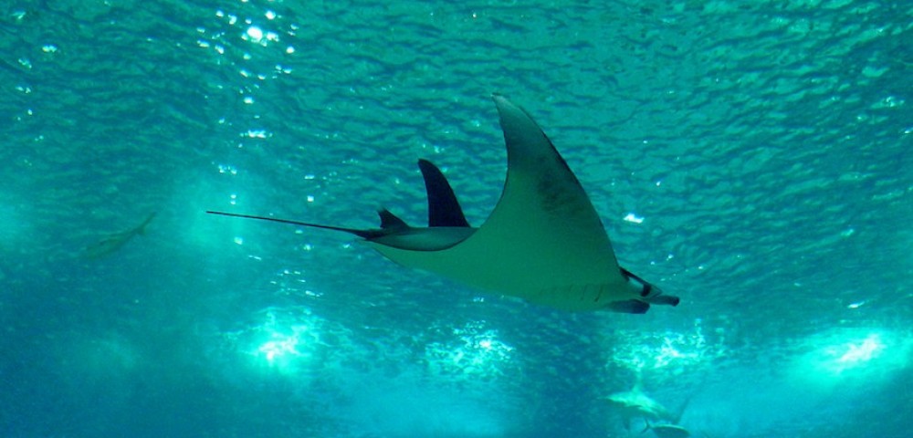 One of the Most Epic Things You Will Ever See - Mobular Rays Take Over