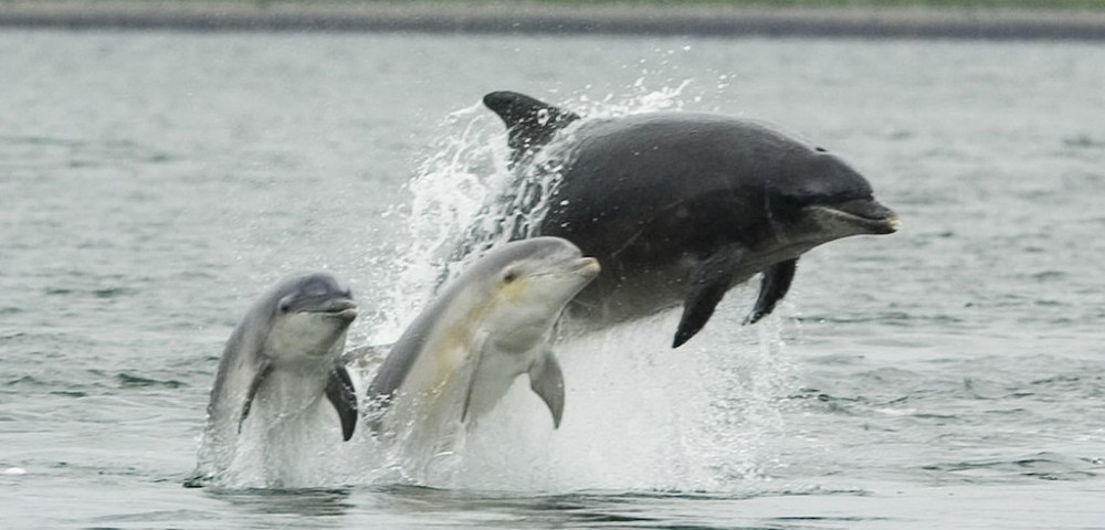A Natural History of Dolphins