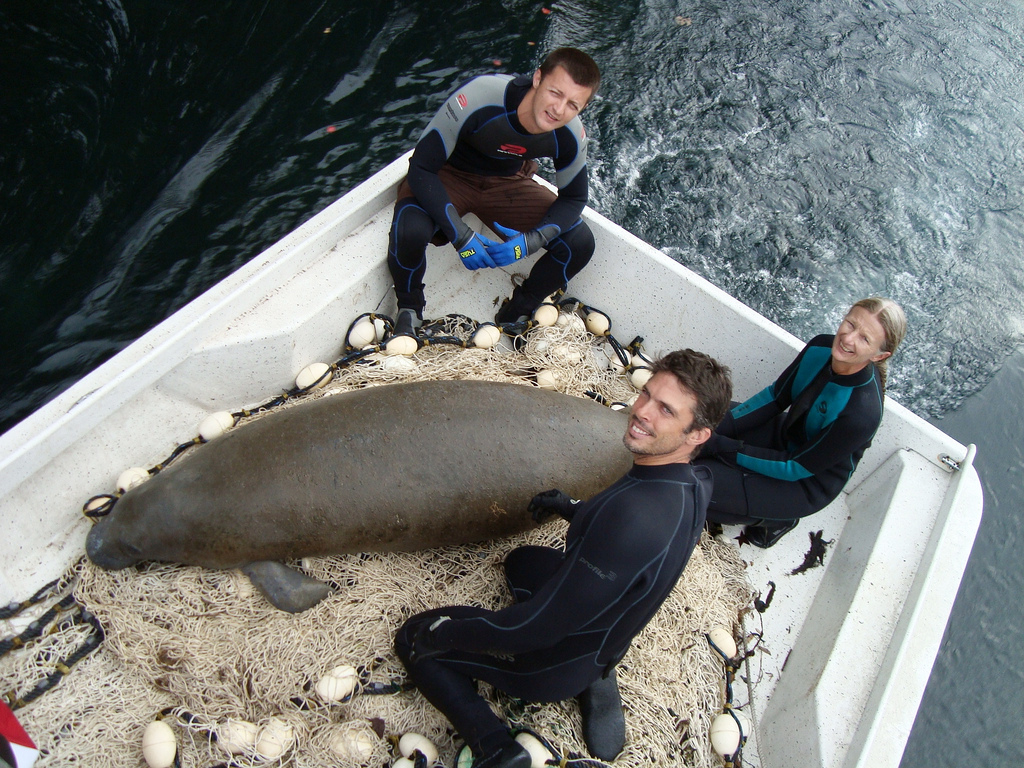 Hard Work Pays Off For Florida Manatees