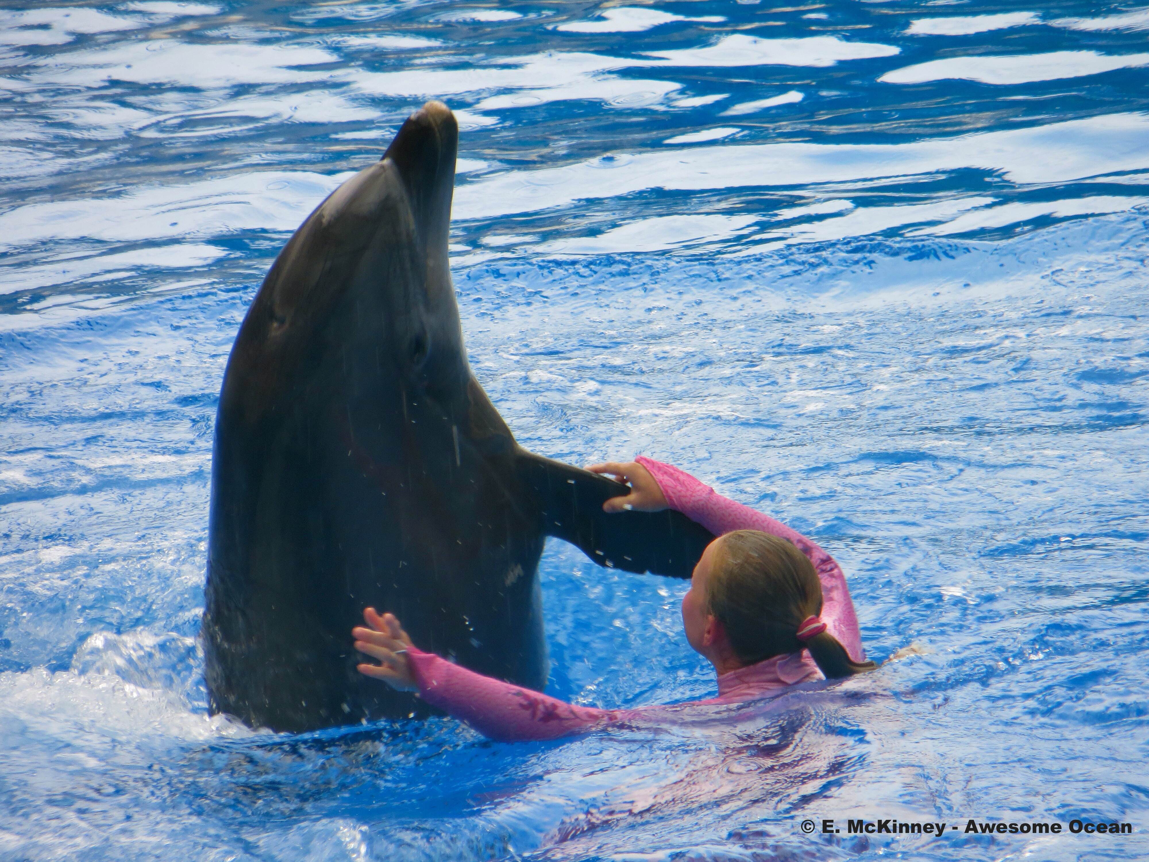 Killer Whale Show Entertains - Awesome Ocean