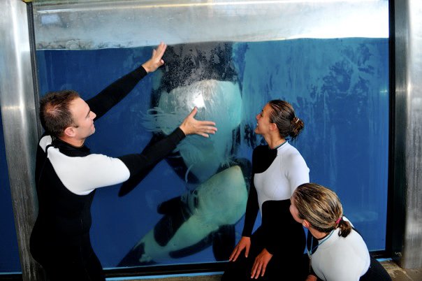 My Life Post BlackFish: From a Former SeaWorld Trainer - Awesome Ocean