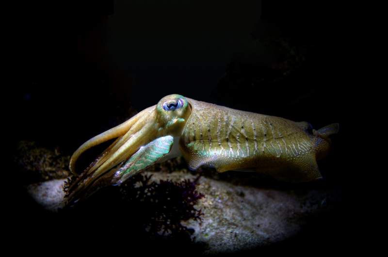 Cuttlefish: Inspiring New Technology