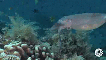 9 Reasons To Celebrate Cephalopods! Wait... Cephalo-WHAT?