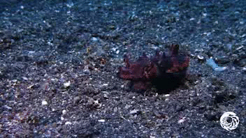 9 Reasons To Celebrate Cephalopods! Wait... Cephalo-WHAT?