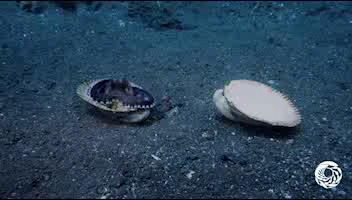 9 Reasons To Celebrate Cephalopods! Wait... Cephalo-WHAT?