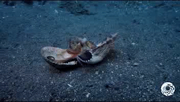 9 Reasons To Celebrate Cephalopods! Wait... Cephalo-WHAT?