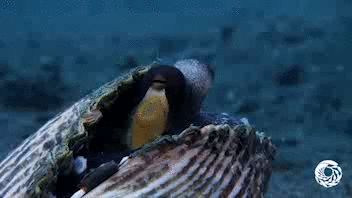 9 Reasons To Celebrate Cephalopods! Wait... Cephalo-WHAT?