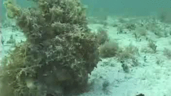 9 Reasons To Celebrate Cephalopods! Wait... Cephalo-WHAT?