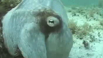 9 Reasons To Celebrate Cephalopods! Wait... Cephalo-WHAT?