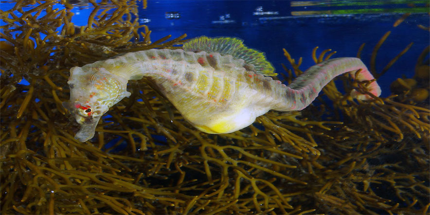 7 Pregnant Seahorses That Just Can't Even - Awesome Ocean