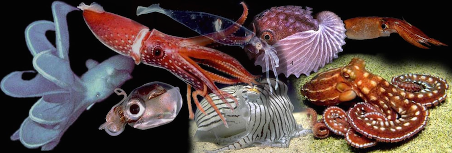 9 Reasons To Celebrate Cephalopods! Wait... Cephalo-WHAT?
