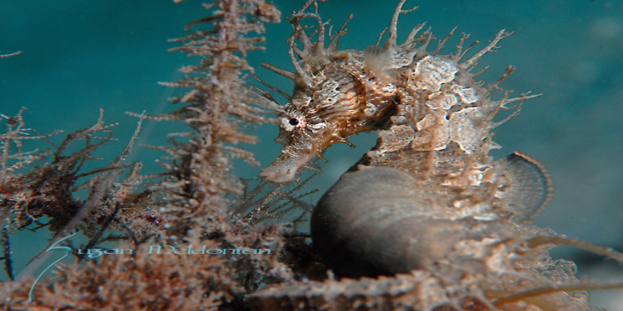 7 Pregnant Seahorses That Just Can't Even - Awesome Ocean