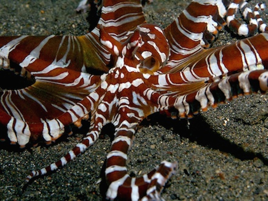 9 Reasons To Celebrate Cephalopods! Wait... Cephalo-WHAT?
