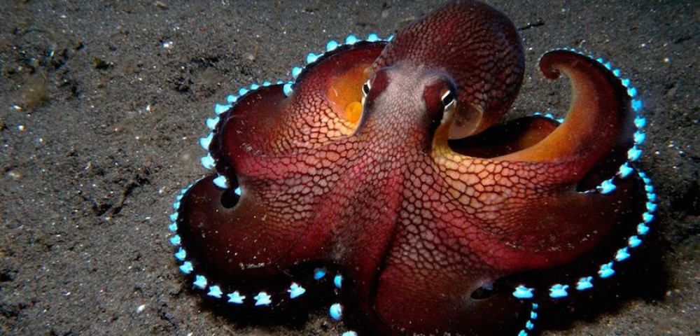 9 Reasons To Celebrate Cephalopods! Wait... Cephalo-WHAT?