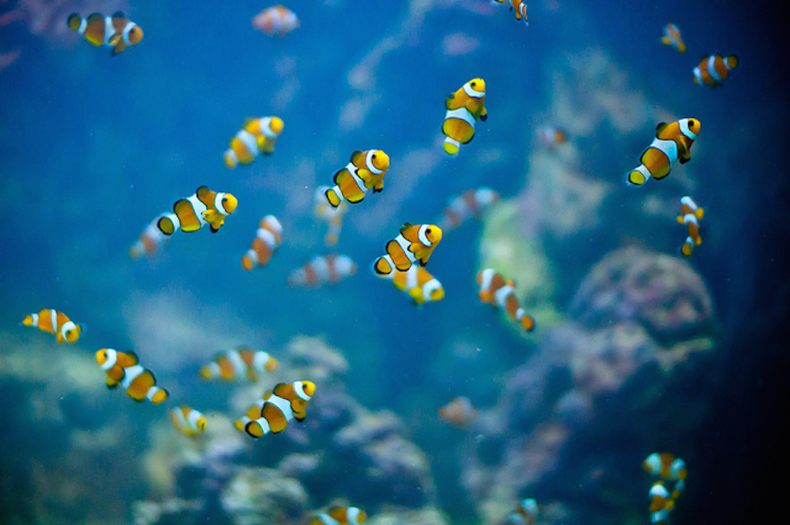 13 Itty Bitty Ocean Babies Being Adorably Itty Bitty