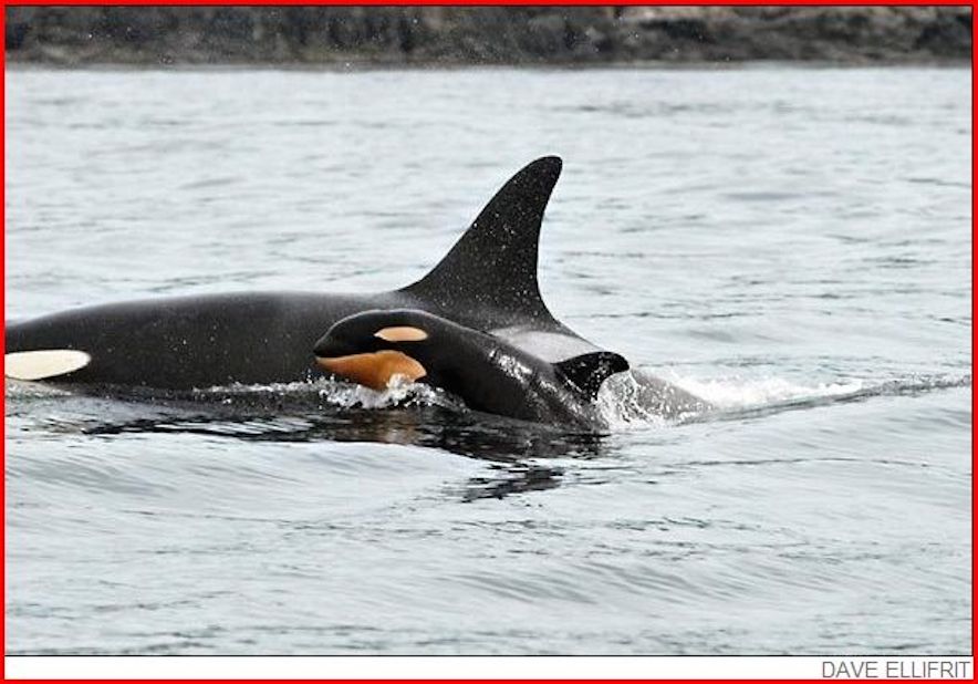 13 Itty Bitty Ocean Babies Being Adorably Itty Bitty