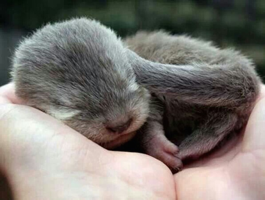 13 Itty Bitty Ocean Babies Being Adorably Itty Bitty