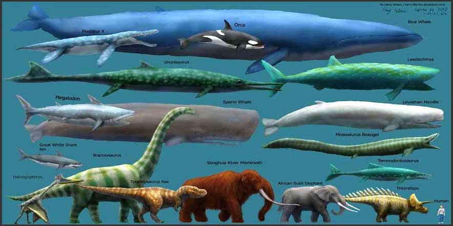 13 Little-Known Facts About Our Awesome Oceans