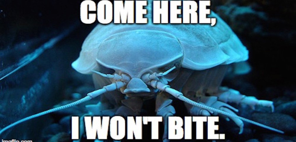 13 Spectacularly Spooky Sea Creatures