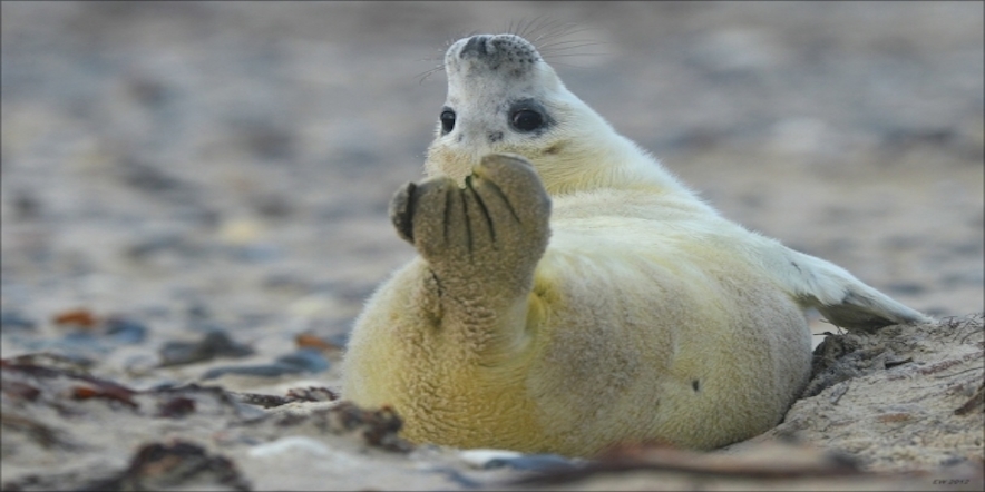 9 Sea Animals Way More Fabulous Than You