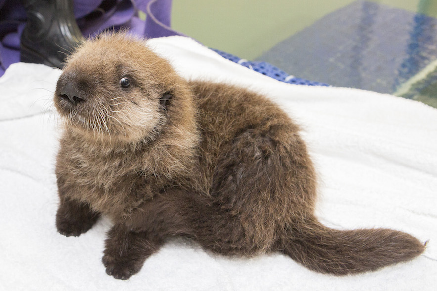 Fluffy Otter Pup Steals Hearts Nationwide