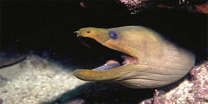 Trust Us, These 9 Slithery Facts About Eels Are The Real D-EEL