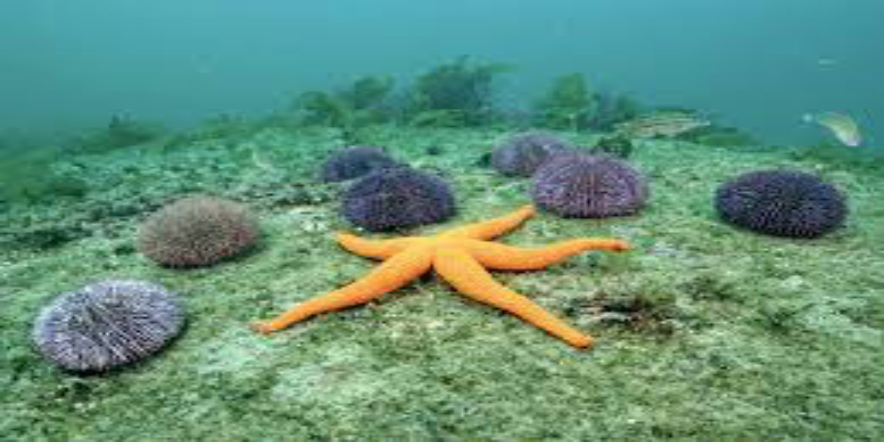 9 Cool Facts About Starfish