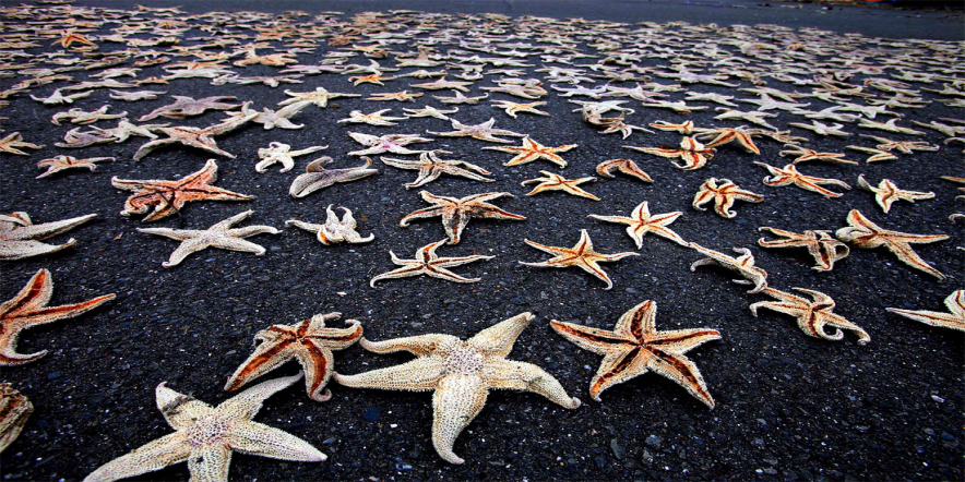 9 Cool Facts About Starfish