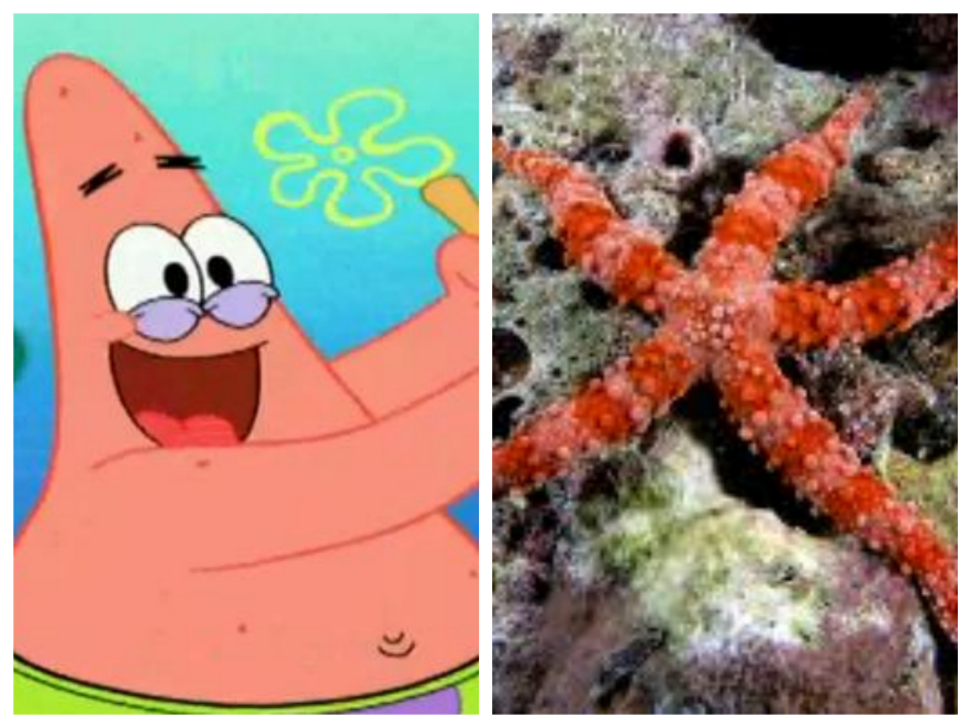 Spongebob Cast In Real Life