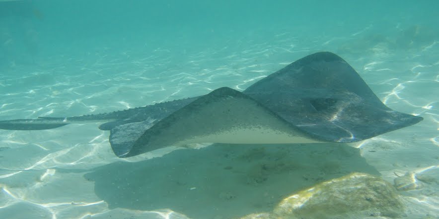 7 Awesome Facts About Stingrays - Awesome Ocean