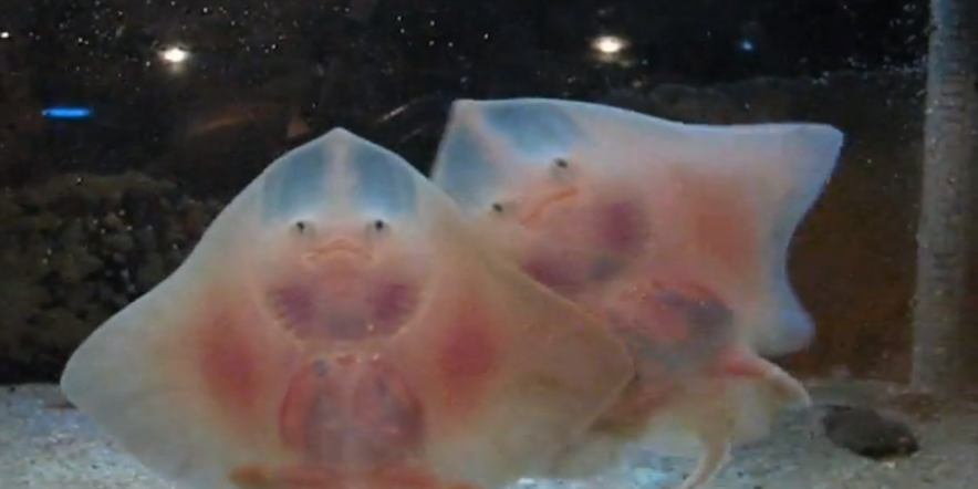 7 Awesome Facts About Stingrays - Awesome Ocean