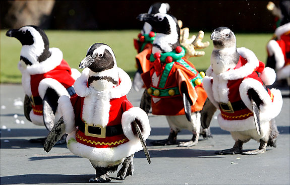 These Marine Animals Were All About Christmas!