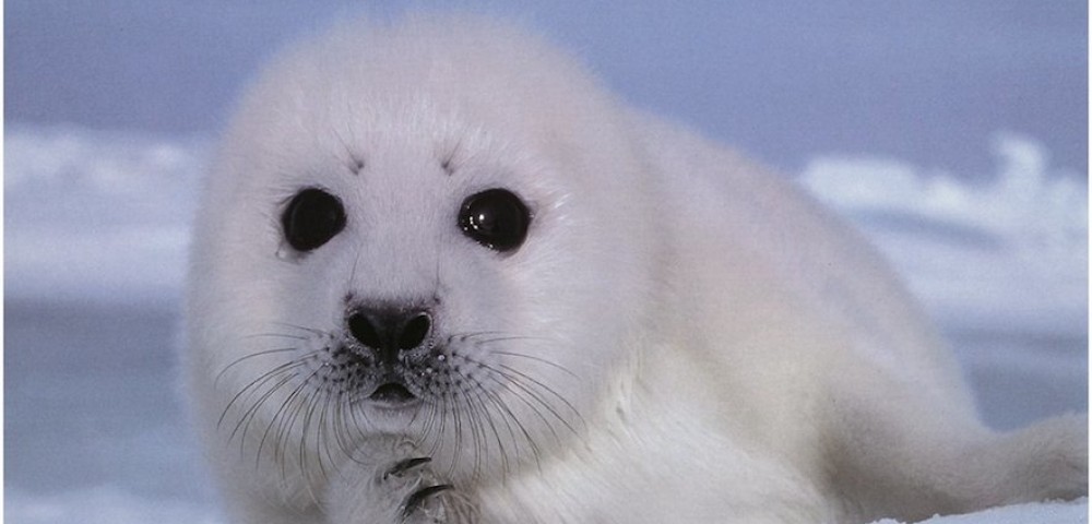 Cute Baby Leopard Seal