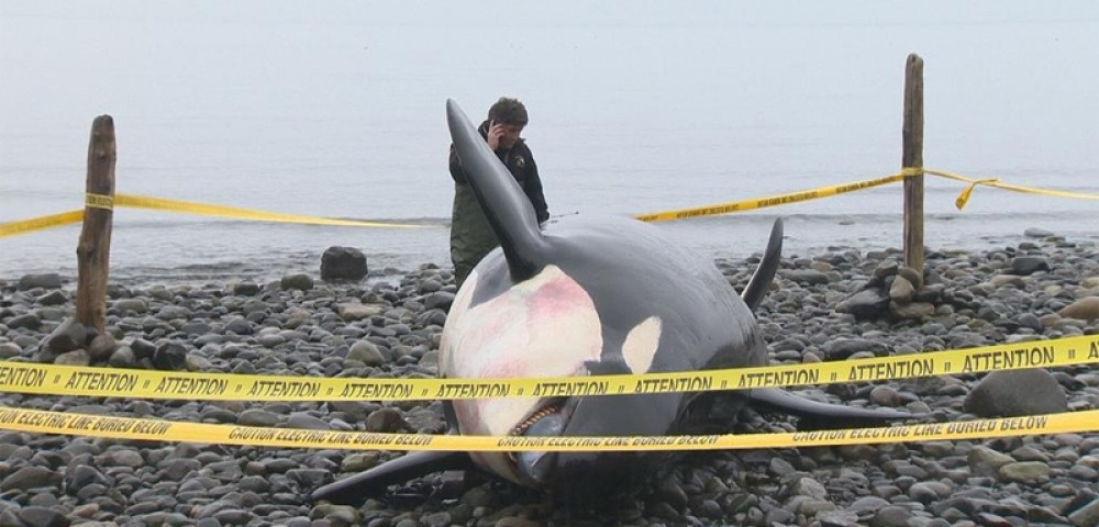 Starving and Pregnant: A Look Into J32's Tragic Death