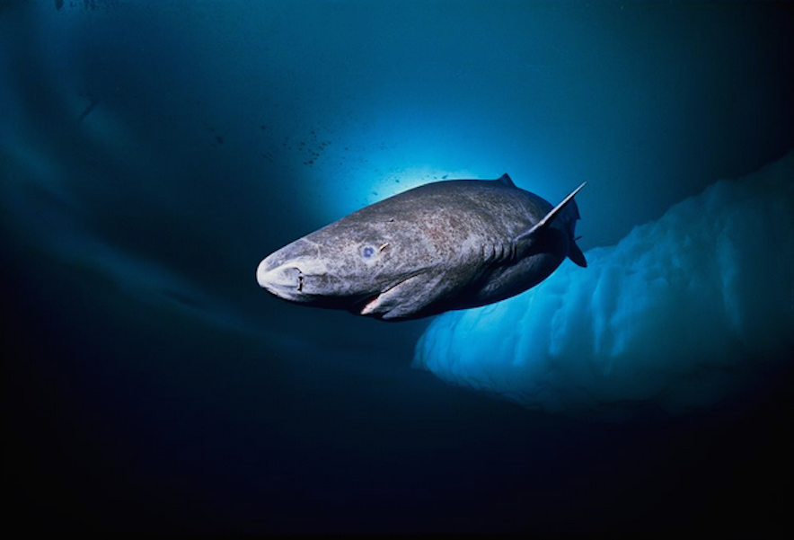 Rare Greenland Shark Footage Causes Researcher to Totally Freak