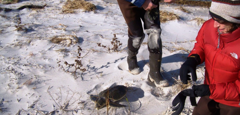 Sea Turtles Have Been Snowed In: 1,200 and Counting