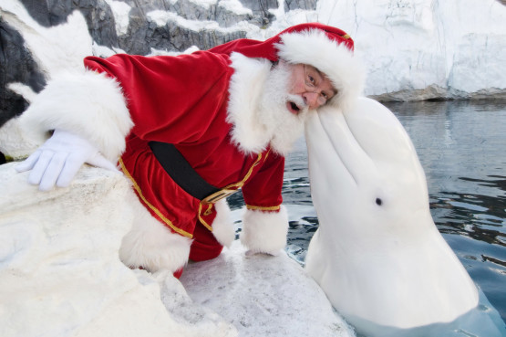 These Marine Animals Were All About Christmas!