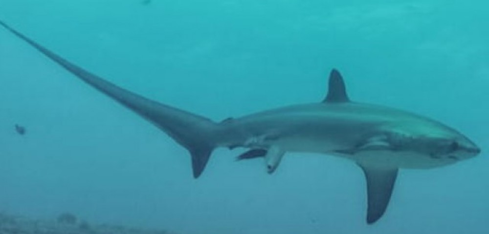 Shark Birth Caught on Camera - Awesome Ocean