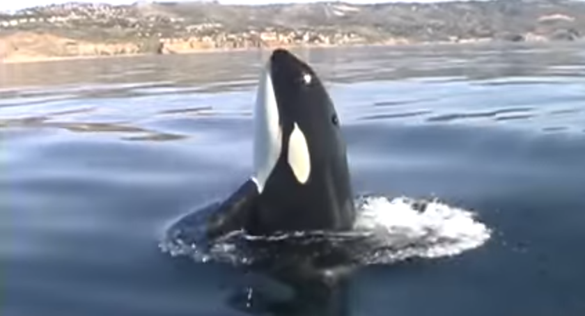 This Is Our Favorite Wild Orca Video Yet