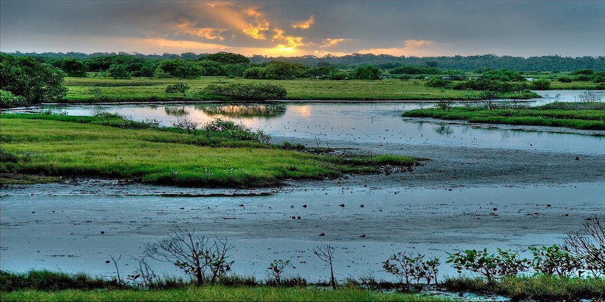 Let's Celebrate World Wetlands Day! - Awesome Ocean