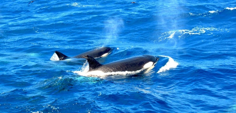 Food Chain Buffet For Southern Ocean Orcas - Awesome Ocean