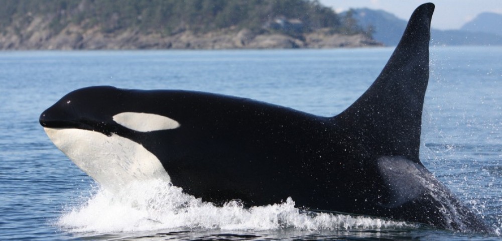 NOAA: Focus On Conservation