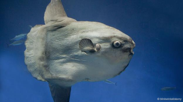 Study: This is Why Ocean Sunfish Like to Sunbathe
