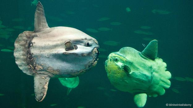 Recent Study Reveals Why Sunfish Love To Sunbathe So Much - Awesome Ocean