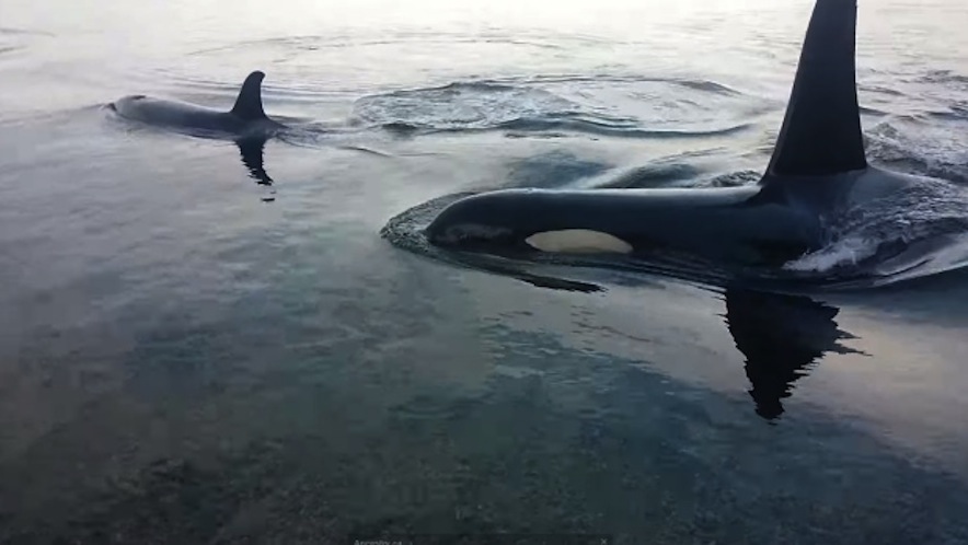 Video Of Rarely Seen Orcas Beach Rubbing