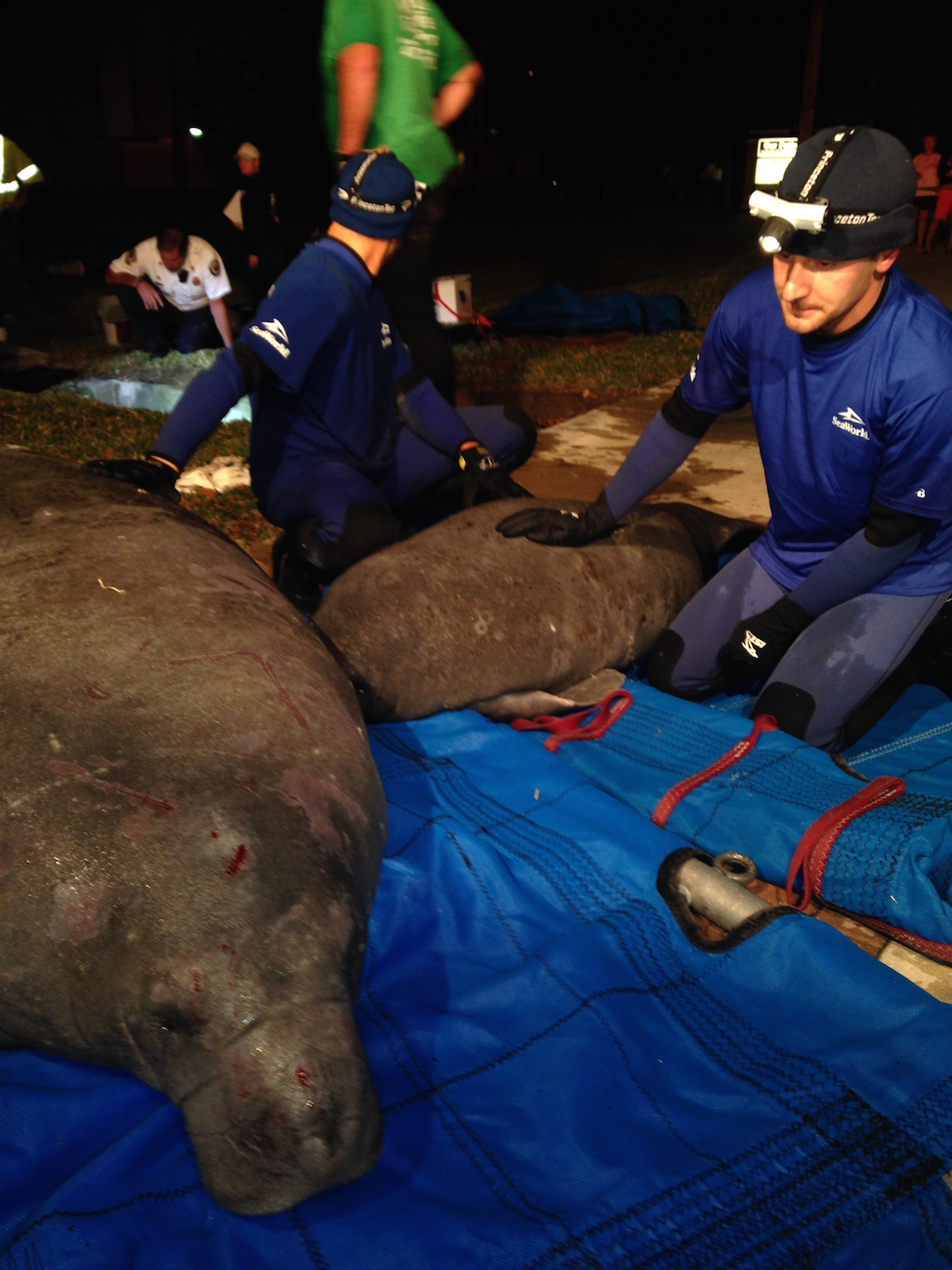 BREAKING: SeaWorld Working to Rescue 17 Manatees