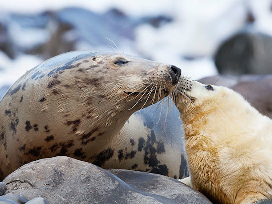 12 Smoochy Smoochers That Put Your Smooching To Shame!
