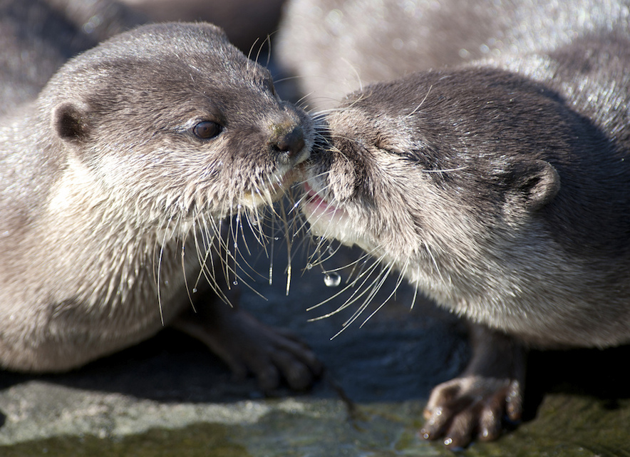 12 Smoochy Smoochers That Put Your Smooching To Shame!